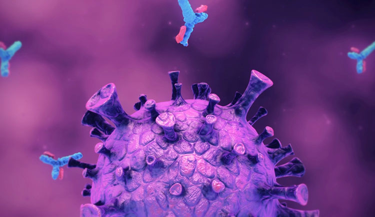 What the Pandemic Is Teaching Us About the Immune System | Harvard ...