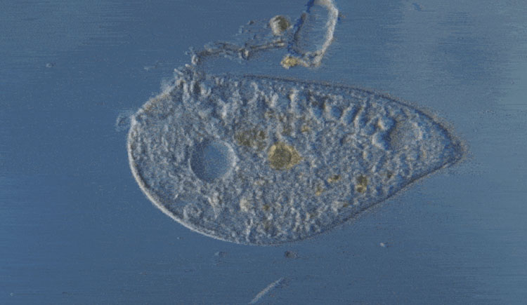 Single-Cell Organisms Show Simple Learning Ability | Mirage News