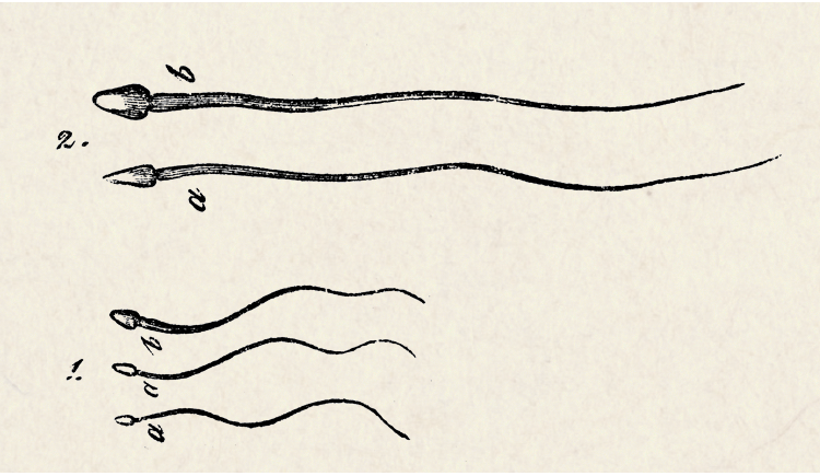 New Insights Into Harmful Mutations In Sperm Harvard Medical School