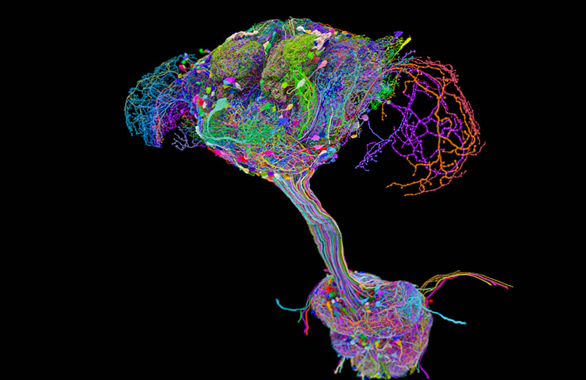Researchers Publish First Complete Connectome of Fruit Fly Brain and ...
