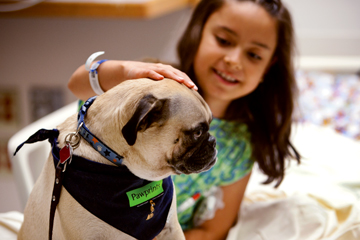 The Success of Therapy Dogs | Care Perfections