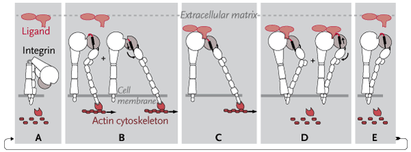 Dual-purpose Mechanism Activates Protein, Drives Cell Motility ...