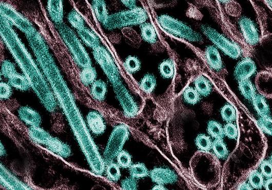 The Surprisingly Simple Recipe for Starting to Grow a Limb | Harvard ... The Surprisingly Simple Recipe for Starting to Grow a Limb | Harvard ...