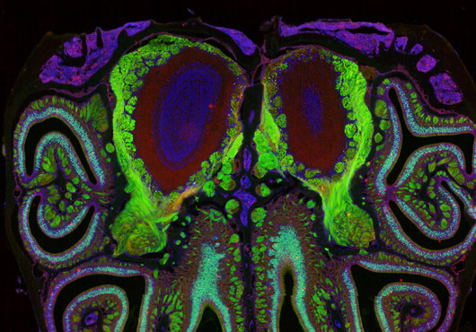 Exploring Our Sense of Touch from Every Angle | Harvard Medical School