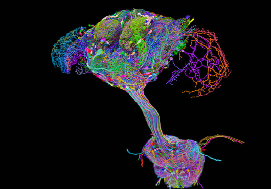 Making Connections, in the Brain and in Science | Harvard Medical School