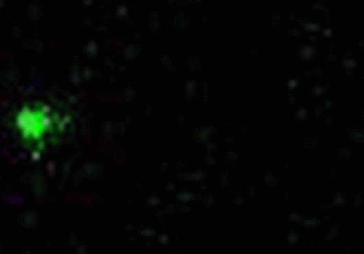 Timothy Springer Receives Lasker Award | Harvard Medical School