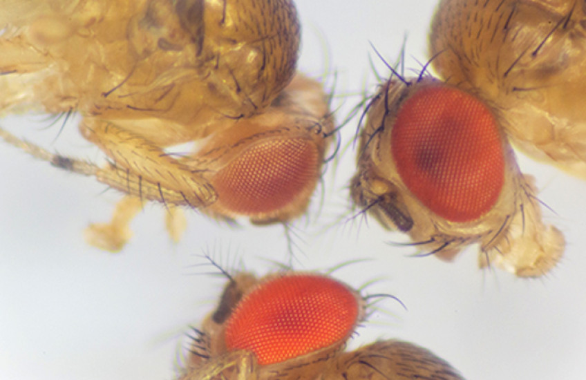 fruit flies