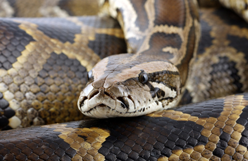Sugar Insight from Snakes | Harvard Medical School