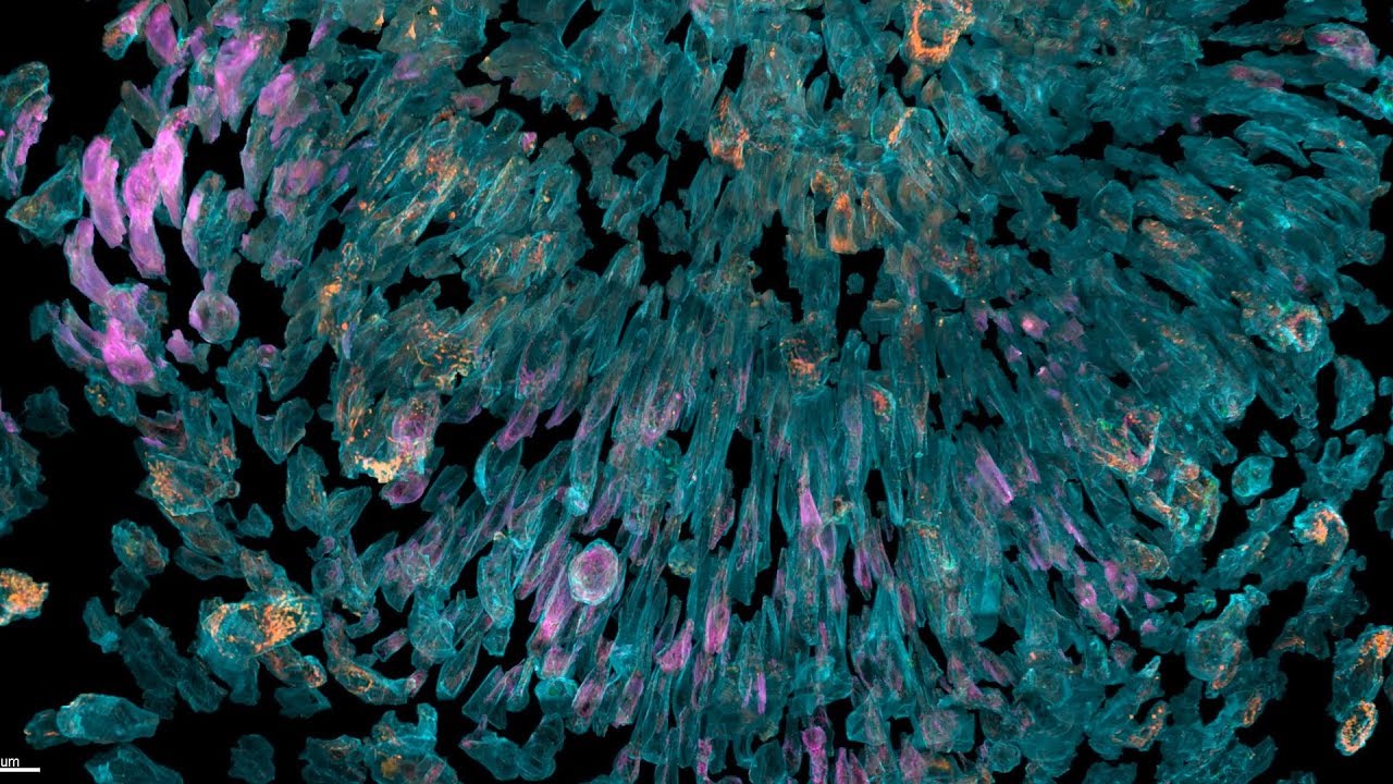 3D Microscopes: To boldly go... | Harvard Medical School