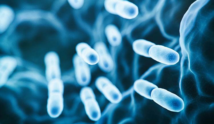 A Probiotic to Treat Multiple Sclerosis? | Harvard Medical School