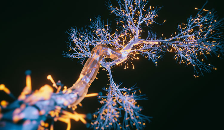 Neuron Light Microscope