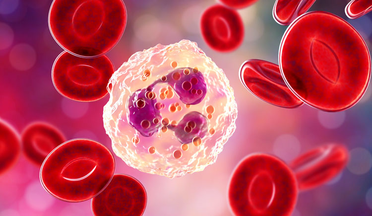 How a Lowly Immune Cell Helps the Immune System Fight Cancer | Harvard ...