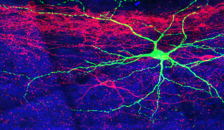 Pair of Studies Uncover Surprising New Roles for Spinal Cord and ...