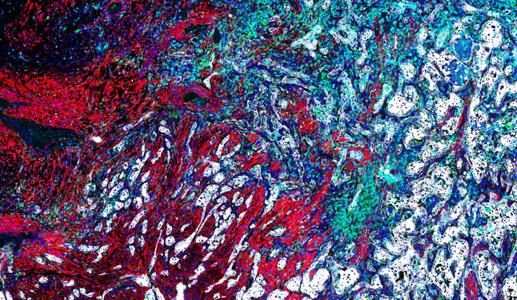 Data Deep Dive | Harvard Medical School