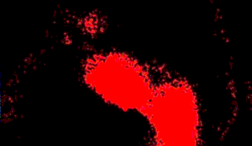 Mechanism underlying dopamine release in brain identified | Mirage News