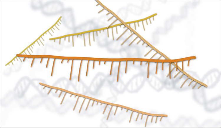 Fixing Genes with ASOs | Harvard Medical School