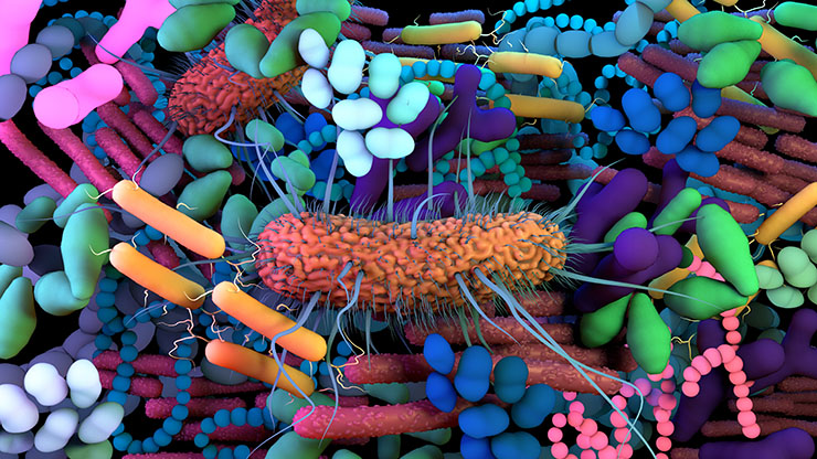 Diet, Gut Microbes, and Immunity | Harvard Medical School