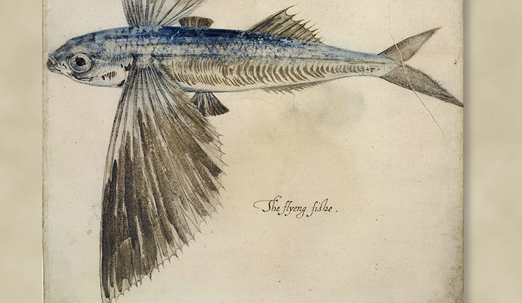 Making Fish Fly | Harvard Medical School