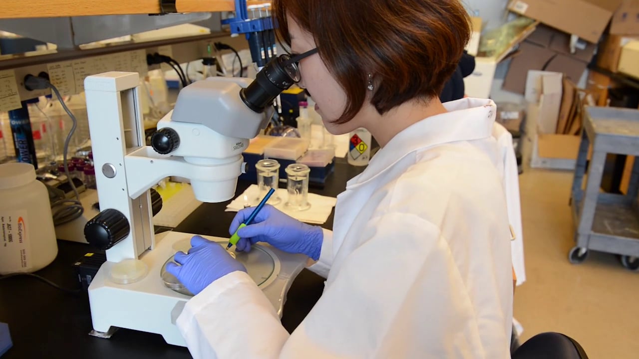 The Colaiácovo Lab | Harvard Medical School