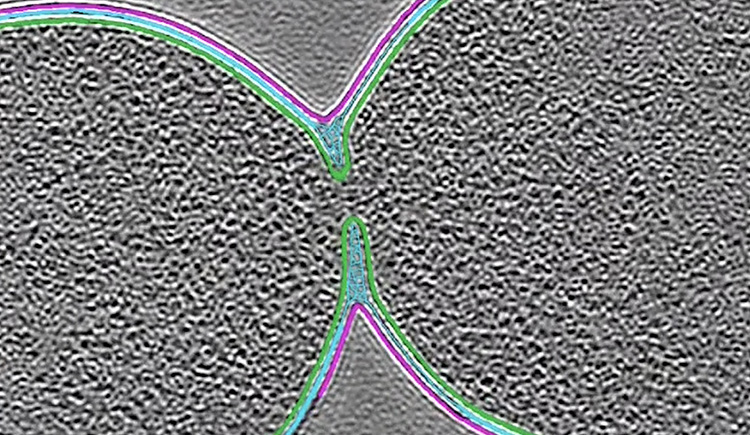 Seeing Cell Division Like Never Before | Harvard Medical School