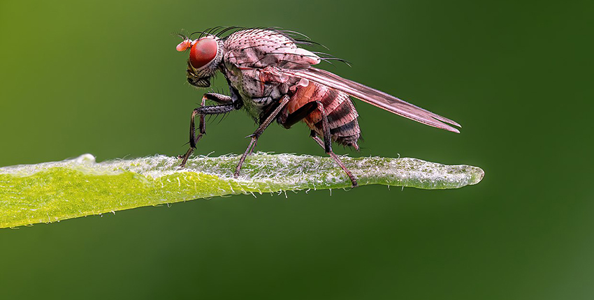 International team creates first complete fruit fly cell atlas | Mirage ...