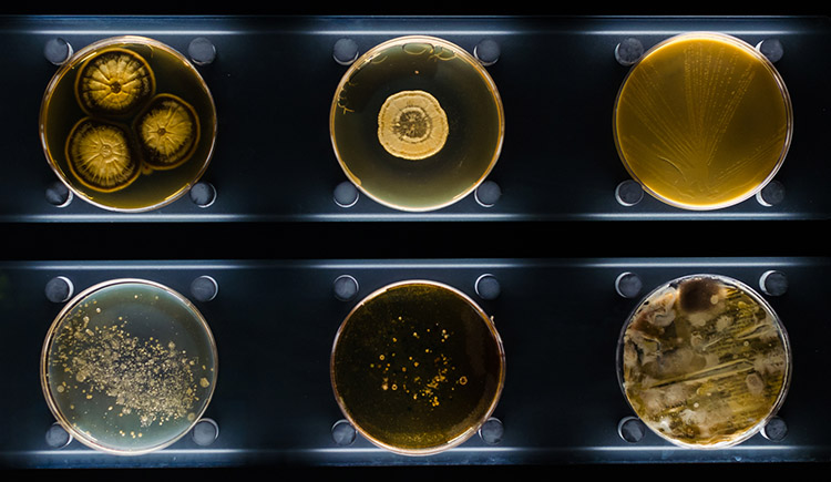 Next Frontier in Bacterial Design | Harvard Medical School