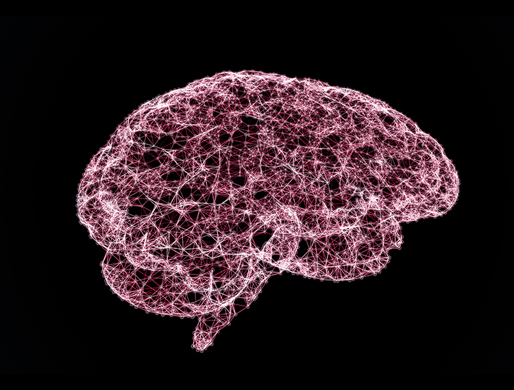 The Brain's Wiring Technicians | Harvard Medical School