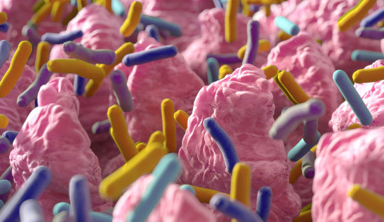 Bug Buddies | Harvard Medical School