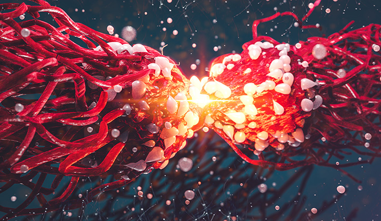 Accelerating Careers in Cancer Research | Harvard Medical School