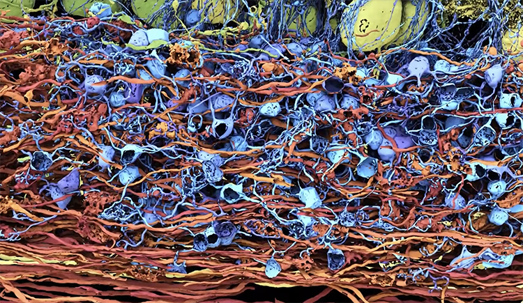 Connectomics in the Lee Lab | Harvard Medical School