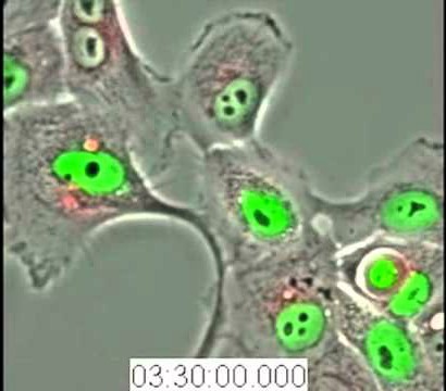 Entosis | Harvard Medical School