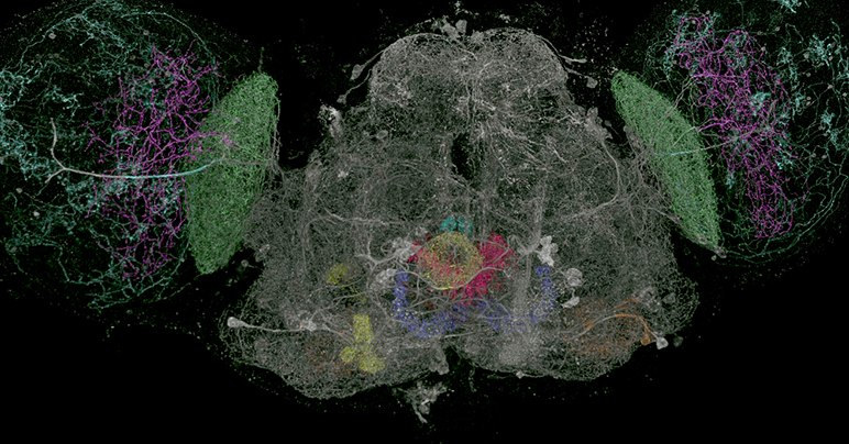 Brain Expansion Harvard Medical School