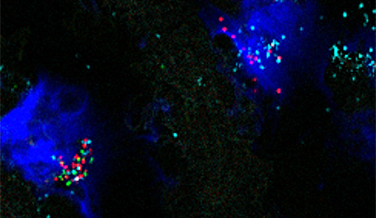 Cardiac Cartography | Harvard Medical School
