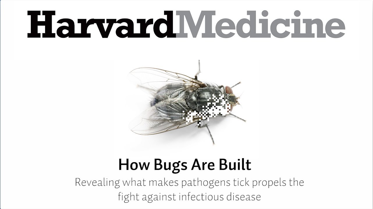 A Look Inside: How Bugs Are Built | Harvard Medical School