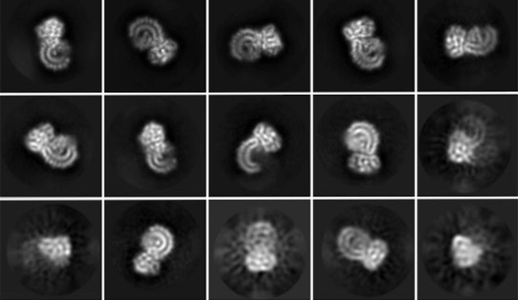 Swell Snapshots | Harvard Medical School