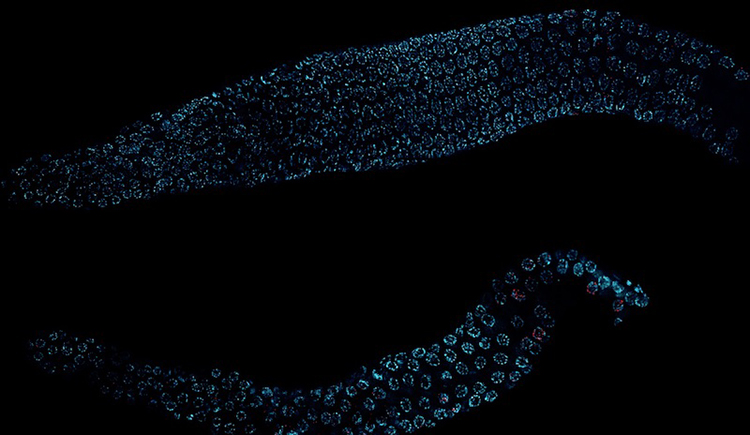 Beyond DNA | Harvard Medical School