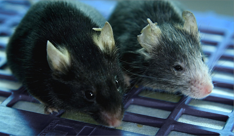 Epigenetics and Aging | Harvard Medical School