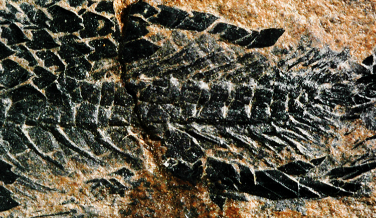 A Fish Called Spondo | Harvard Medical School