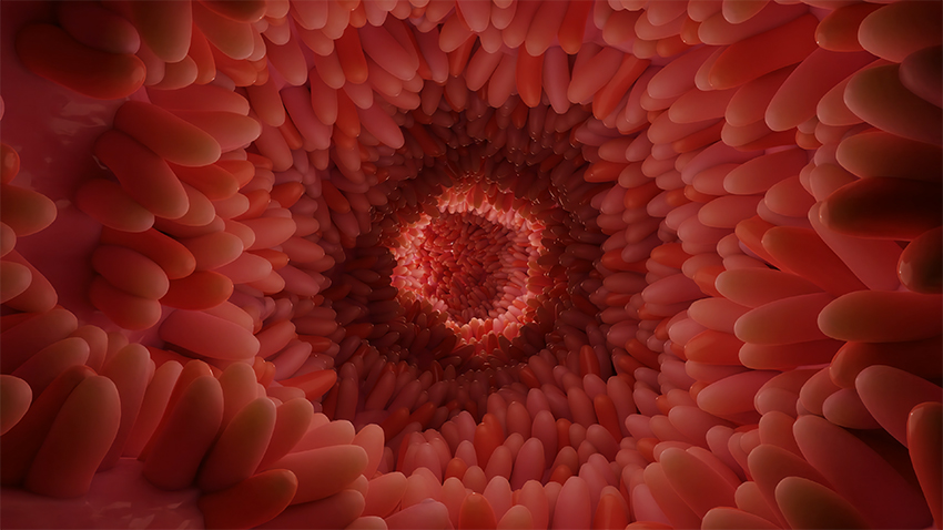 Bacterial Bullseye | Harvard Medical School